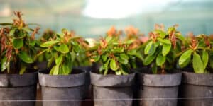How to propagate rhododendrons from cuttings