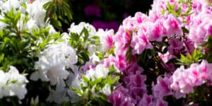How to revive a dying azalea and possible causes