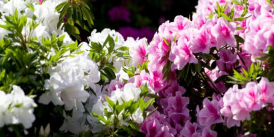 How to revive a dying azalea and possible causes