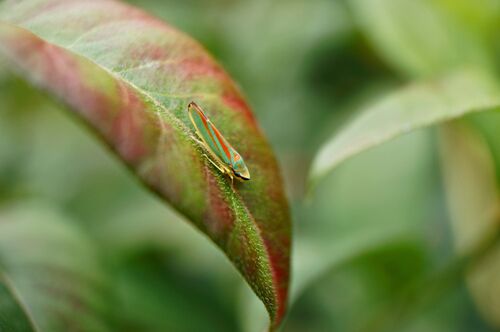 Rhododendron pests and diseases - Identify and Treat