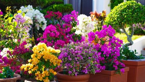 Growing Rhododendrons In Pots - Choosing, Planting & Care