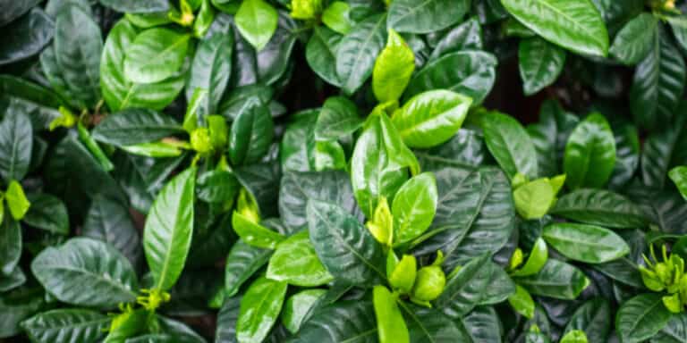 Why is my azalea not blooming? 5 Reasons