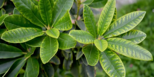 Why Is My Rhododendron Leaves Going Yellow?