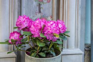 Rhododendron pests and diseases - Identify and Treat