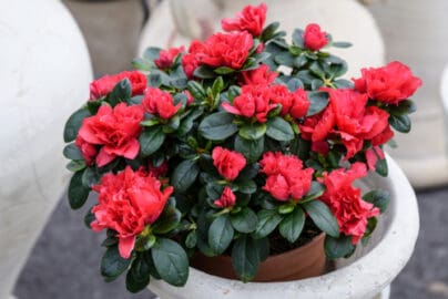 How to grow and care for azaleas in pots - Hydrangea Guide