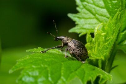 Identifying and Control Vine Weevil Adults & Larvae