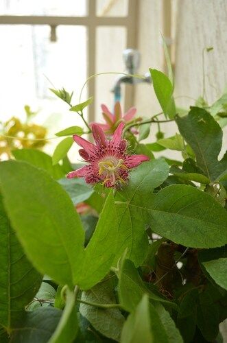 How to take cuttings from passion flowers - Hydrangea Guide