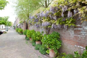 Wisteria problems and what to do about them - Hydrangea Guide