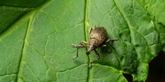 Identifying and Control Vine Weevil Adults & Larvae