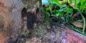 Phytophthora Root Rot – Prevention and Treatment