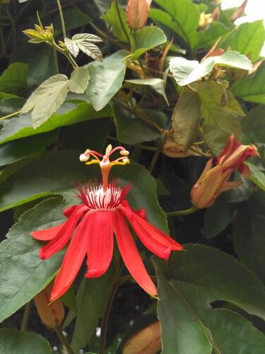 Growing passion flowers in pots and containers