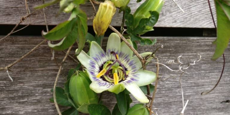 Passion flower problems - causes and what to do