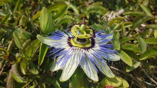 When & how to prune passion flowers - Yearly & rejuvenate pruning