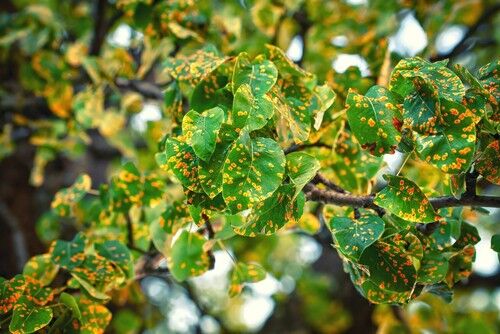 Rust Disease on Plants – How to Treat and Prevent
