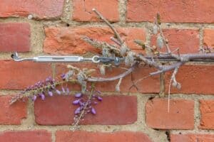 Wisteria problems and what to do about them - Hydrangea Guide
