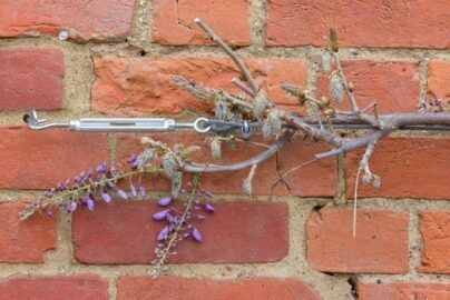 Wisteria problems and what to do about them - Hydrangea Guide