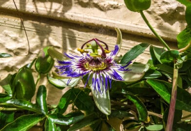 When & how to prune passion flowers - Yearly & rejuvenate pruning