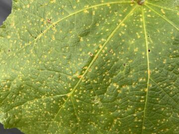 Rust Disease on Plants – How to Treat and Prevent