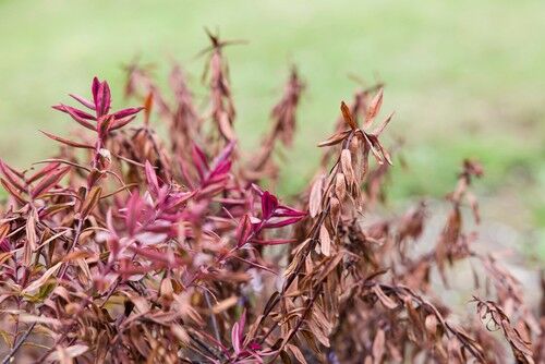 Frost damaged plants and Should you cut them back?