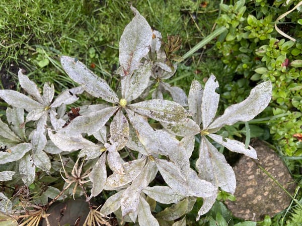 How I Control and Prevent Powdery Mildew - Fungicides and More