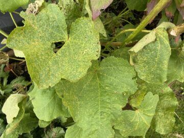 Rust Disease on Plants – How to Treat and Prevent