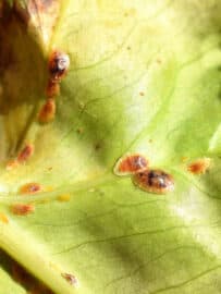 Orchid Pests and Diseases and How to Identify and Treat Them
