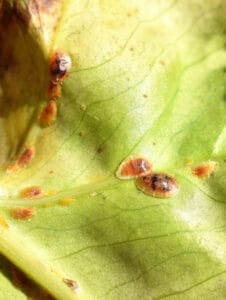 Orchid Pests and Diseases and How to Identify and Treat Them