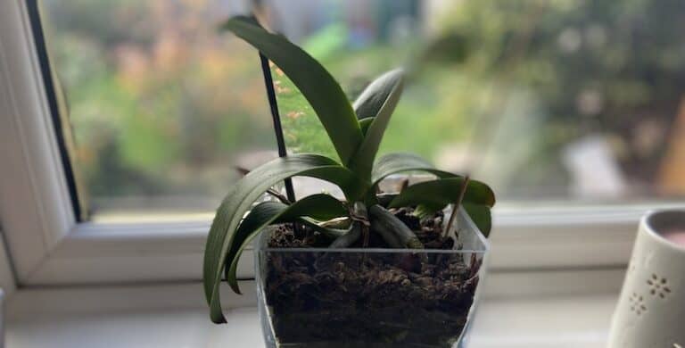 How much light do orchids need? After 20 years of growing orchids