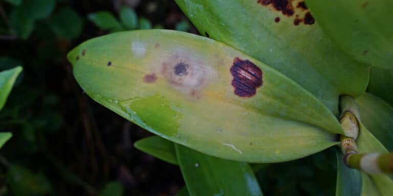 How to identify and treat spots on orchid leaves – brown or black