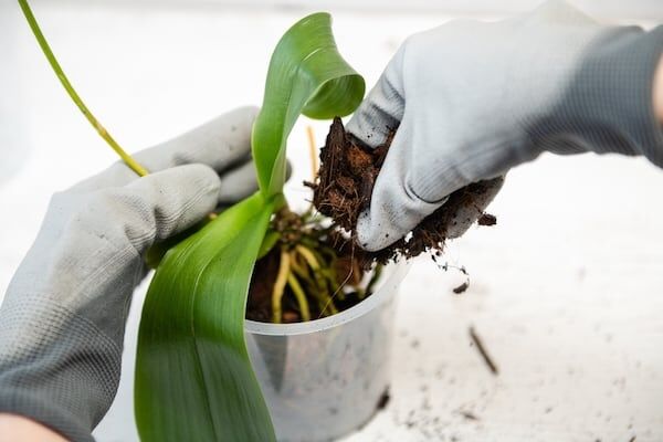 How to Know If You're Overwatering Your Orchid? – 7 Tell Tail Signs
