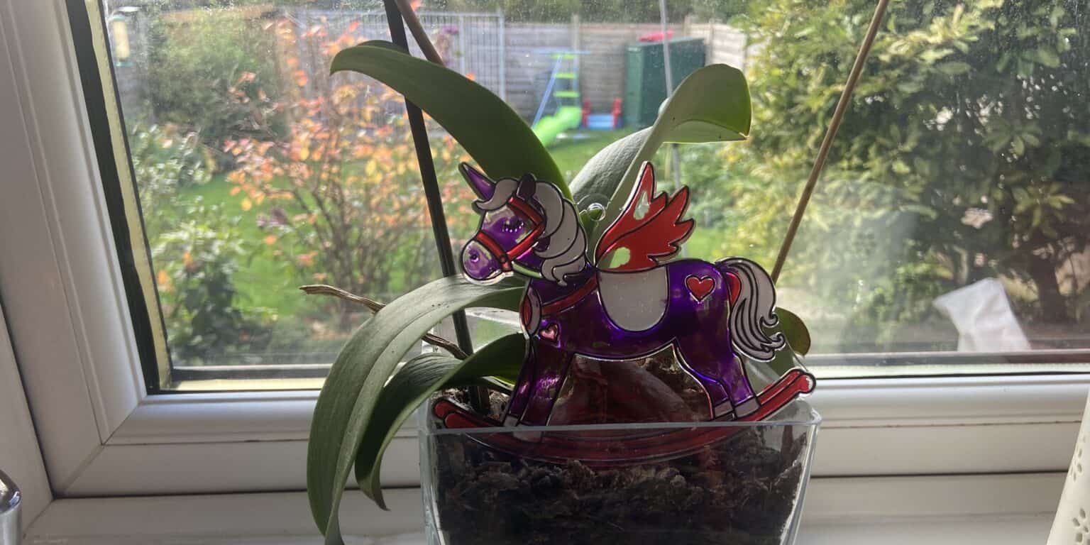 Orchid Problems - Troubleshooting Orchid Issues Orchid Problems - Troubleshooting Orchid Issues