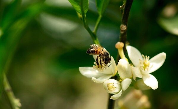 What is the best way to pollinate orange trees? hand pollination ...