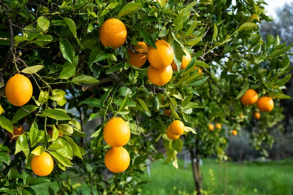 Ultimate Guide to Growing Orange Trees: Tips, Tricks, and Secrets Ultimate Guide to Growing Orange Trees: Tips, Tricks, and Secrets
