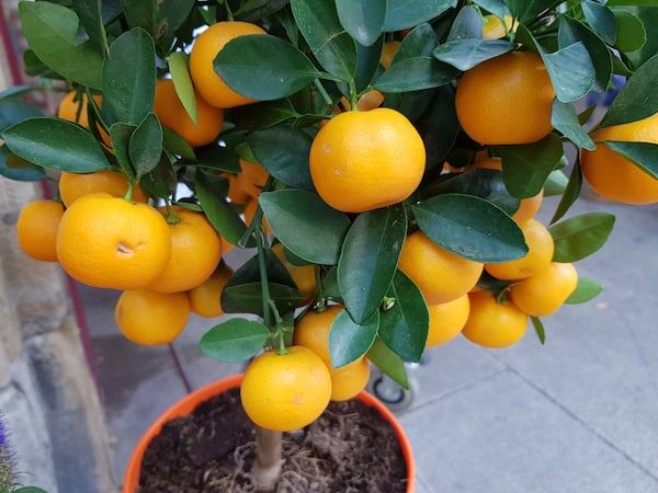 What is the best way to pollinate orange trees? hand pollination ...
