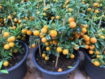 Why Is Your Orange Tree is Dying & How to Help