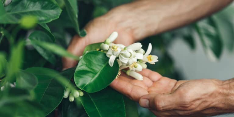 What is the best way to pollinate orange trees? hand pollination ...