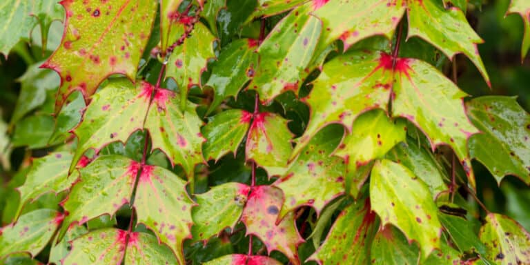 Why is my mahonia turning red? - Hydrangea Guide