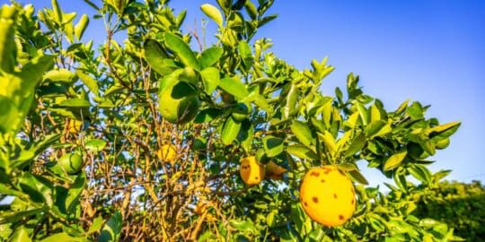 Why Is Your Orange Tree is Dying & How to Help