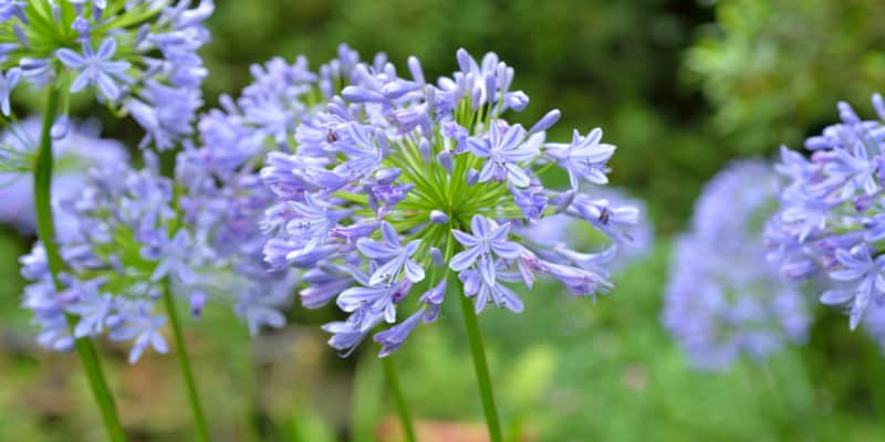 How to grow and care for agapanthus plants (African lily)