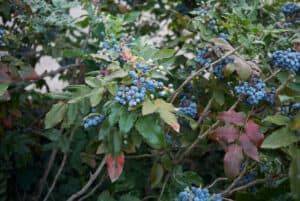 When and how to prune mahonia (x media & aquifolium)