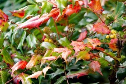 Why is my mahonia turning red? - Hydrangea Guide