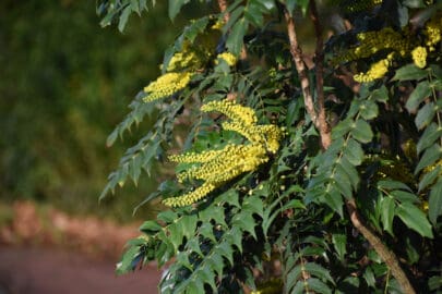 When and how to prune mahonia (x media & aquifolium)