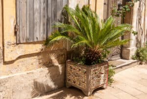 Growing Palm Trees in Pots - From planting to care