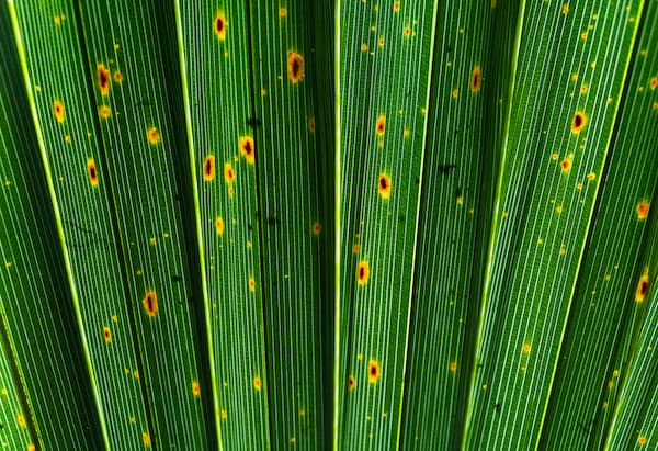 Palm Tree Pests, Diseases and Other Problems