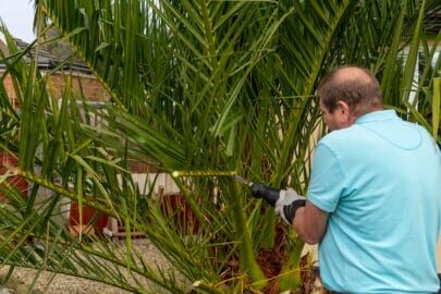 How to trim and prune a palm tree (cropping)