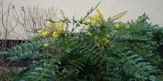 When and how to prune mahonia (x media & aquifolium)
