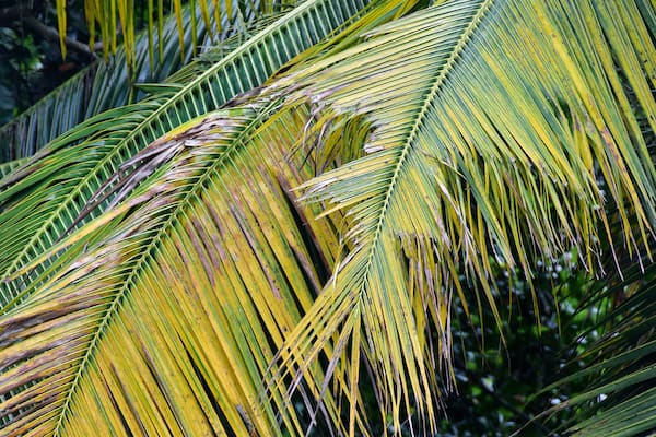 Palm Tree Pests, Diseases and Other Problems