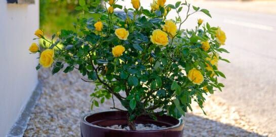 Growing Roses in Pots - Grow Gorgeous Roses in Containers