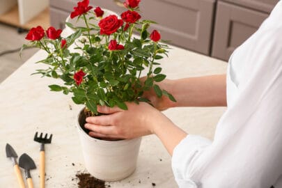 Growing Roses in Pots - Grow Gorgeous Roses in Containers