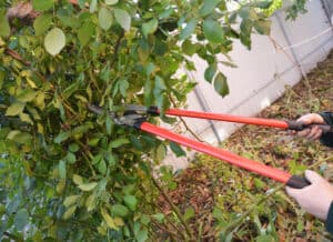 Why are my roses growing so tall and becoming leggy?